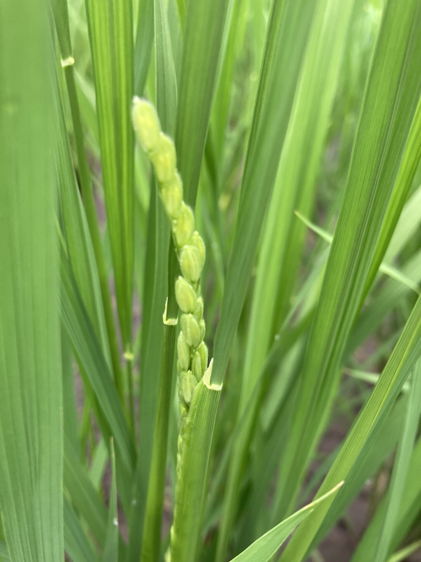 花が咲きました〜♪ - O2FarmWeb