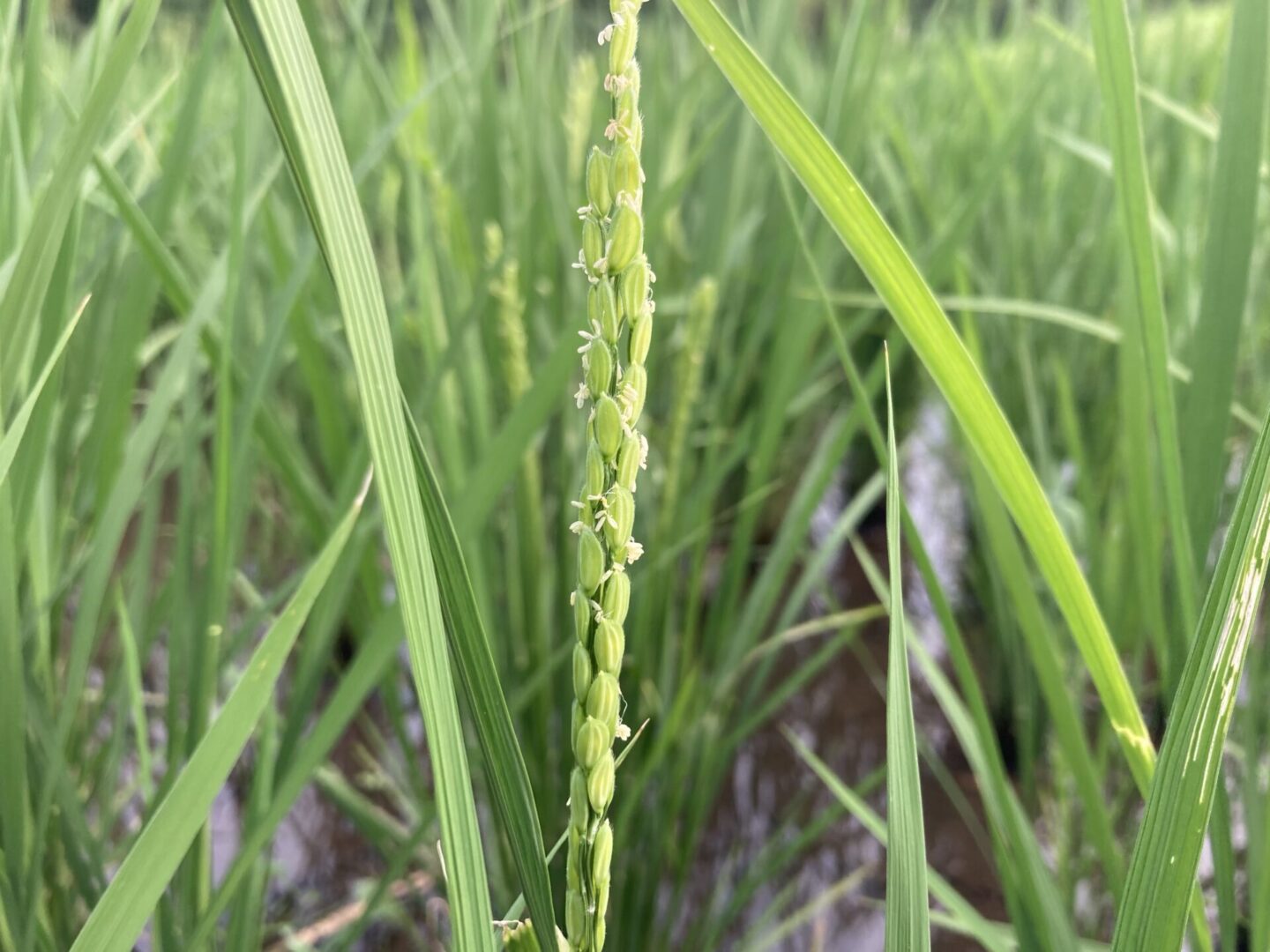 花が咲きました〜♪ - O2FarmWeb